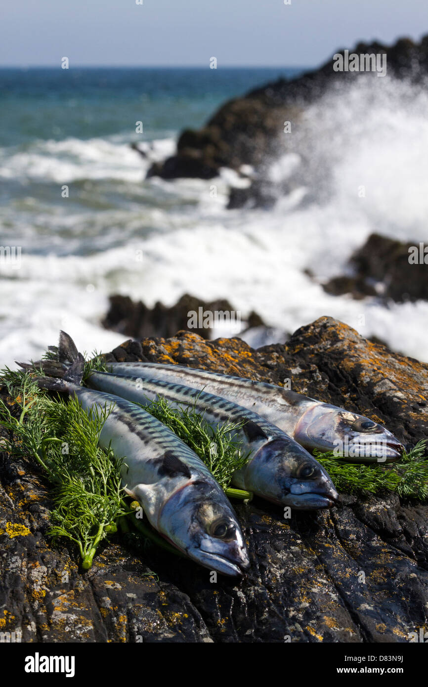 Mackerel scales hi-res stock photography and images - Alamy
