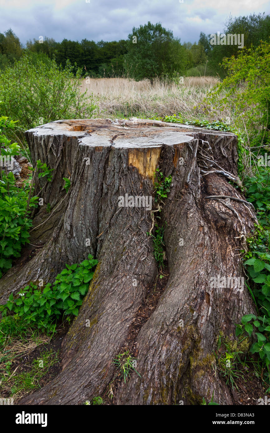 Large tree stump Stock Photo - Alamy