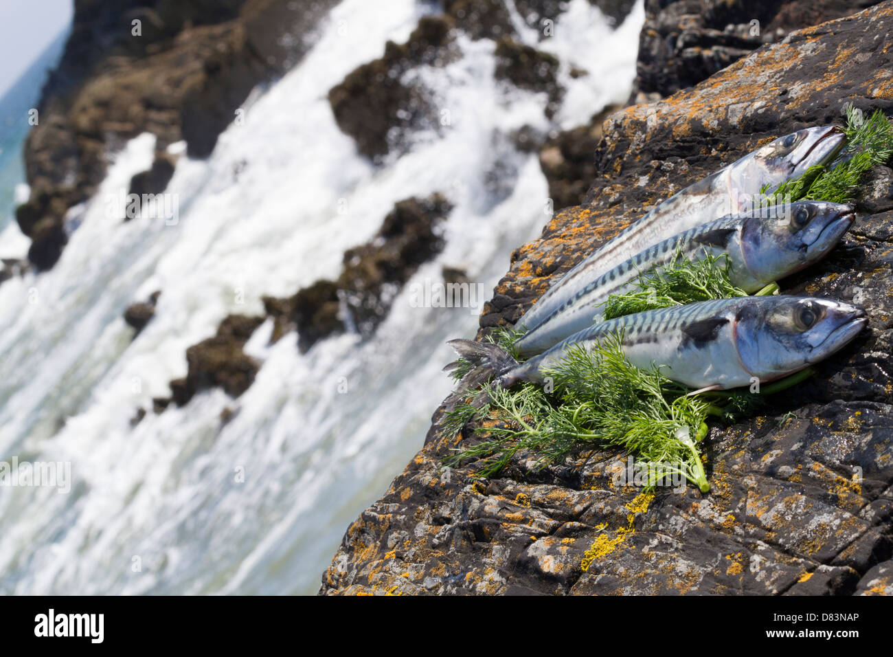 Mackerel and dill on rocks by the sea Stock Photo - Alamy