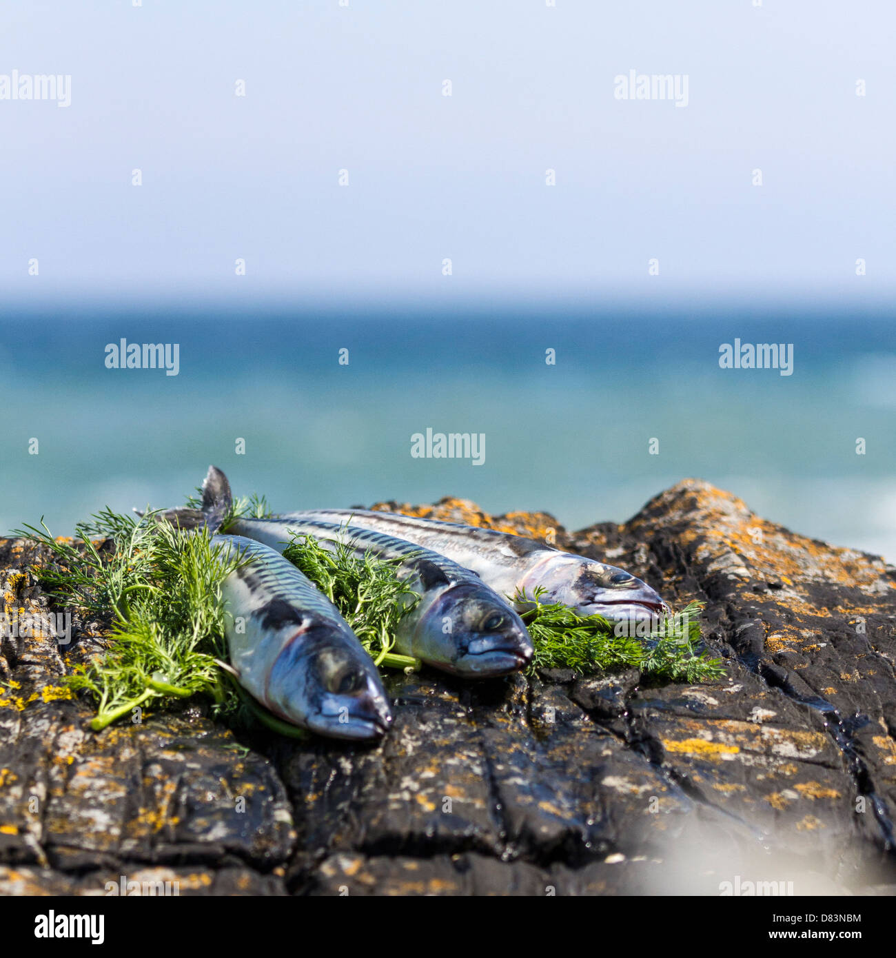 Mackerel and dill on rocks by the sea Stock Photo - Alamy