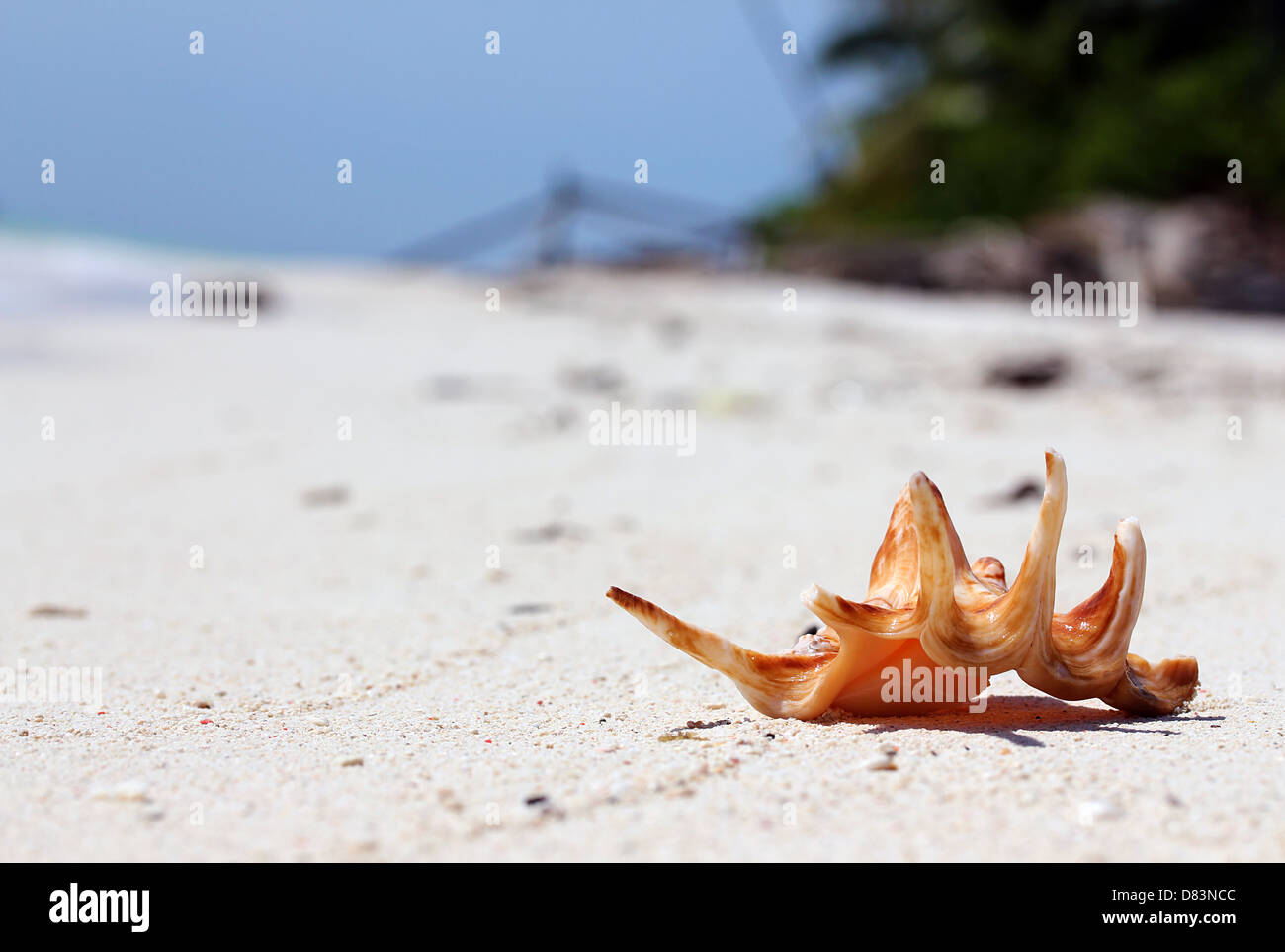 Seashell on the Beach, Maratua Island, Indonesia Stock Photo - Alamy