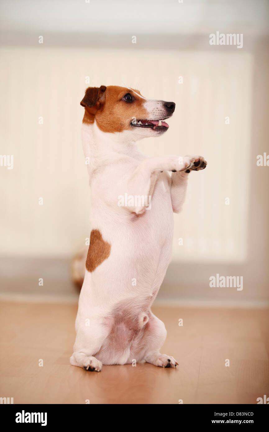 Jack up legs hi-res stock photography and images - Alamy