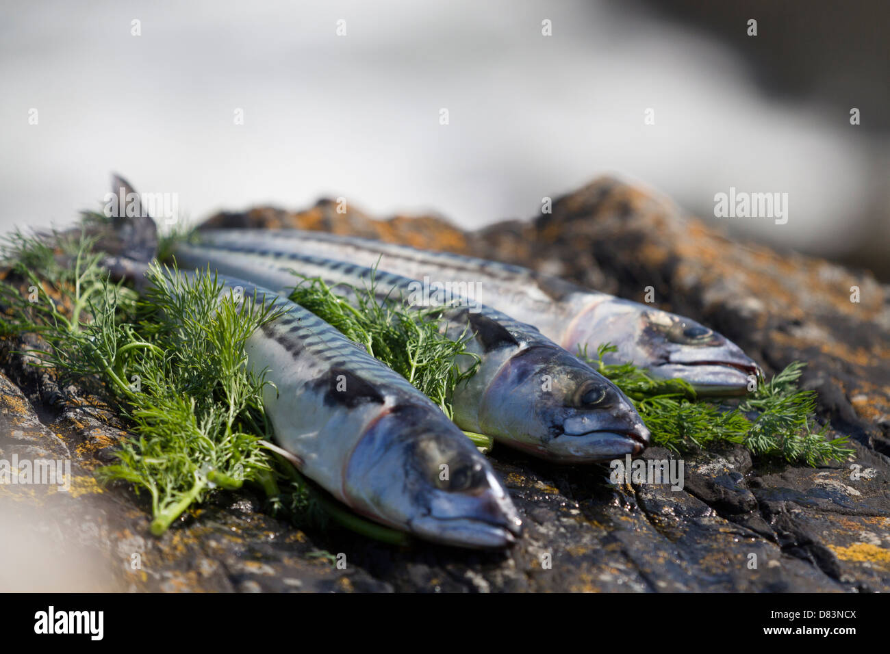 Mackerel and dill on rocks by the sea Stock Photo - Alamy