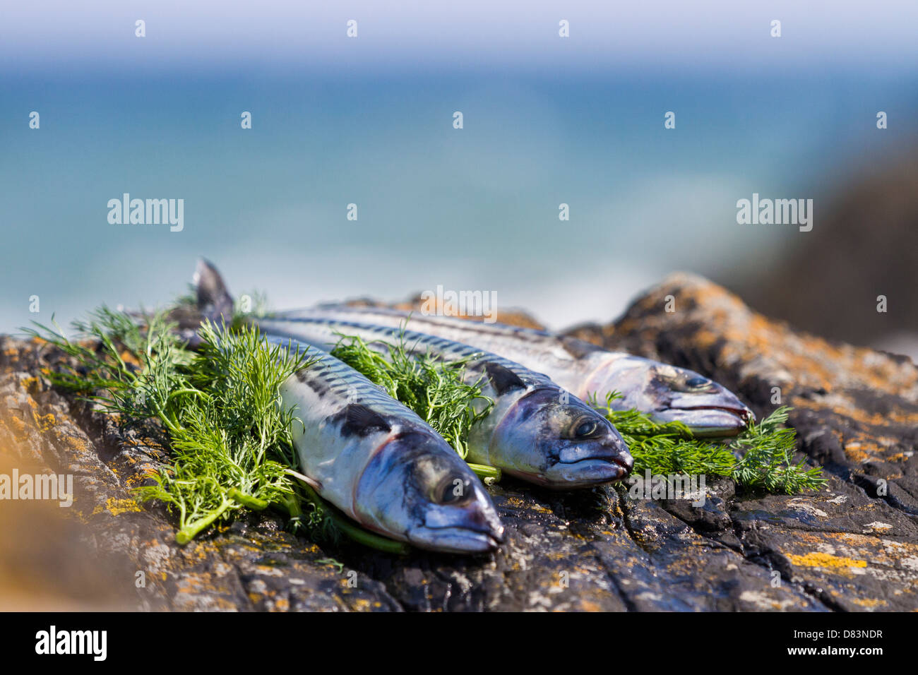 Atlantic mackerel trawler hi-res stock photography and images - Alamy