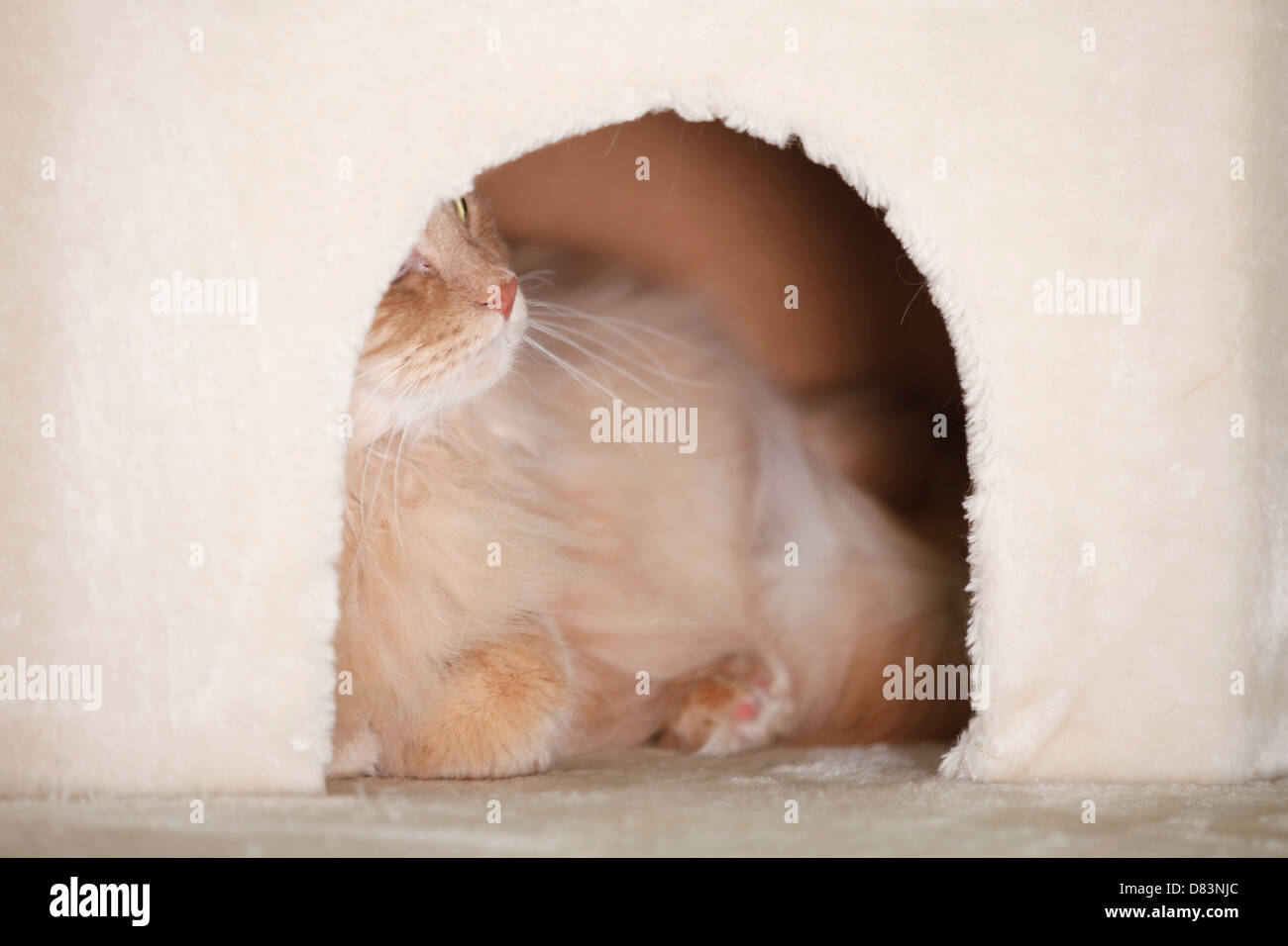 Cat hole hi-res stock photography and images - Alamy