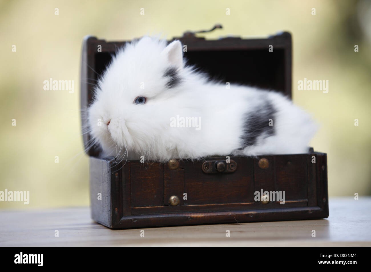 Teddy dwarf rabbits hi-res stock photography and images - Alamy