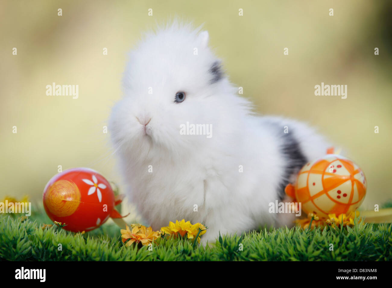 Teddy dwarf rabbits hi-res stock photography and images - Alamy