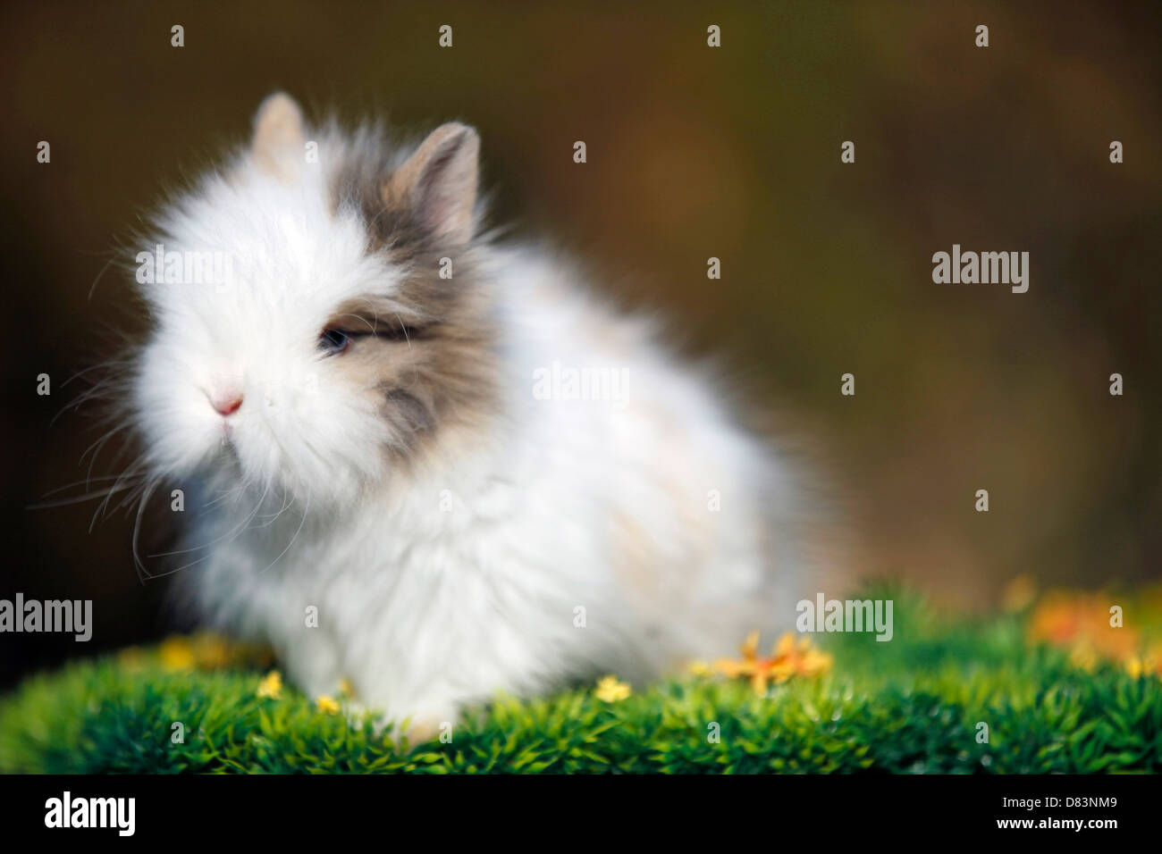 Teddy dwarf rabbits hi-res stock photography and images - Alamy