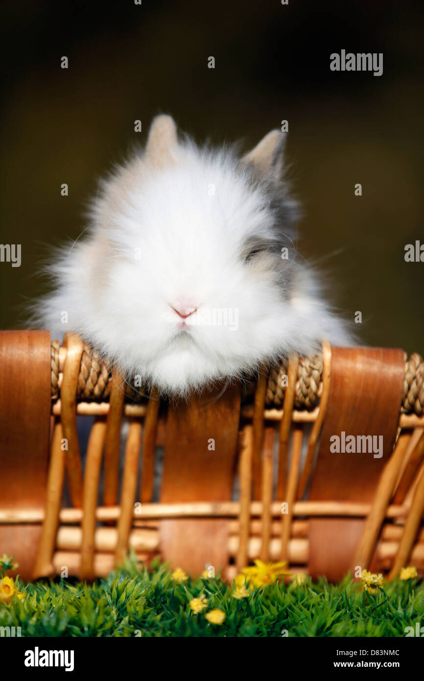 Teddy dwarf rabbits hi-res stock photography and images - Alamy