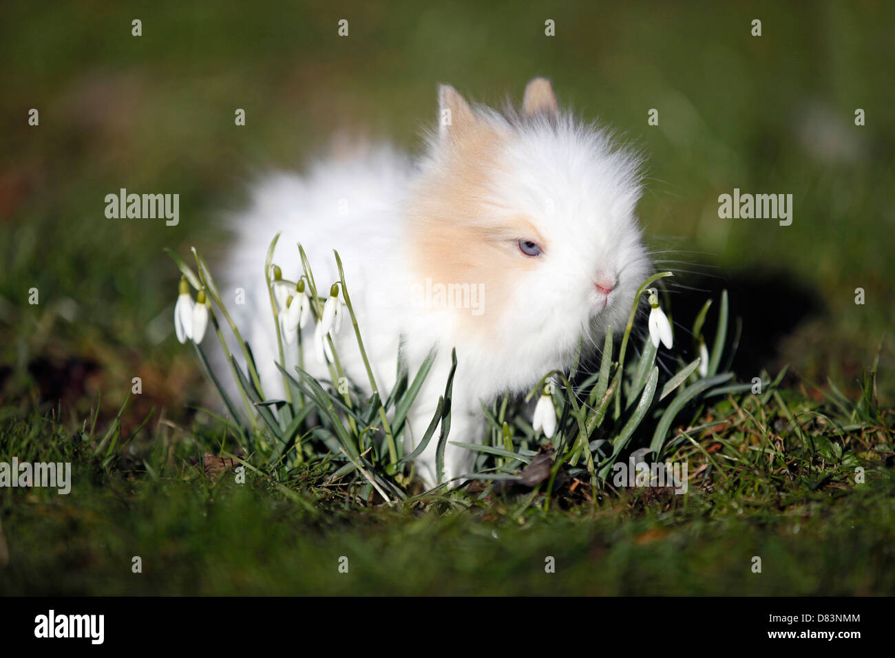 Teddy dwarf rabbits hi-res stock photography and images - Alamy