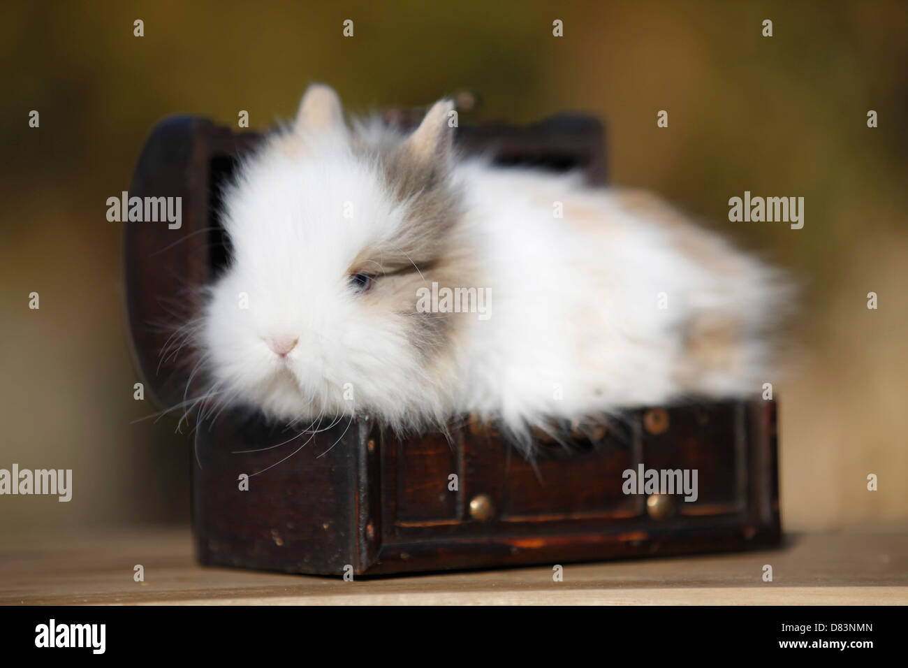 Teddy dwarf rabbits hi-res stock photography and images - Alamy