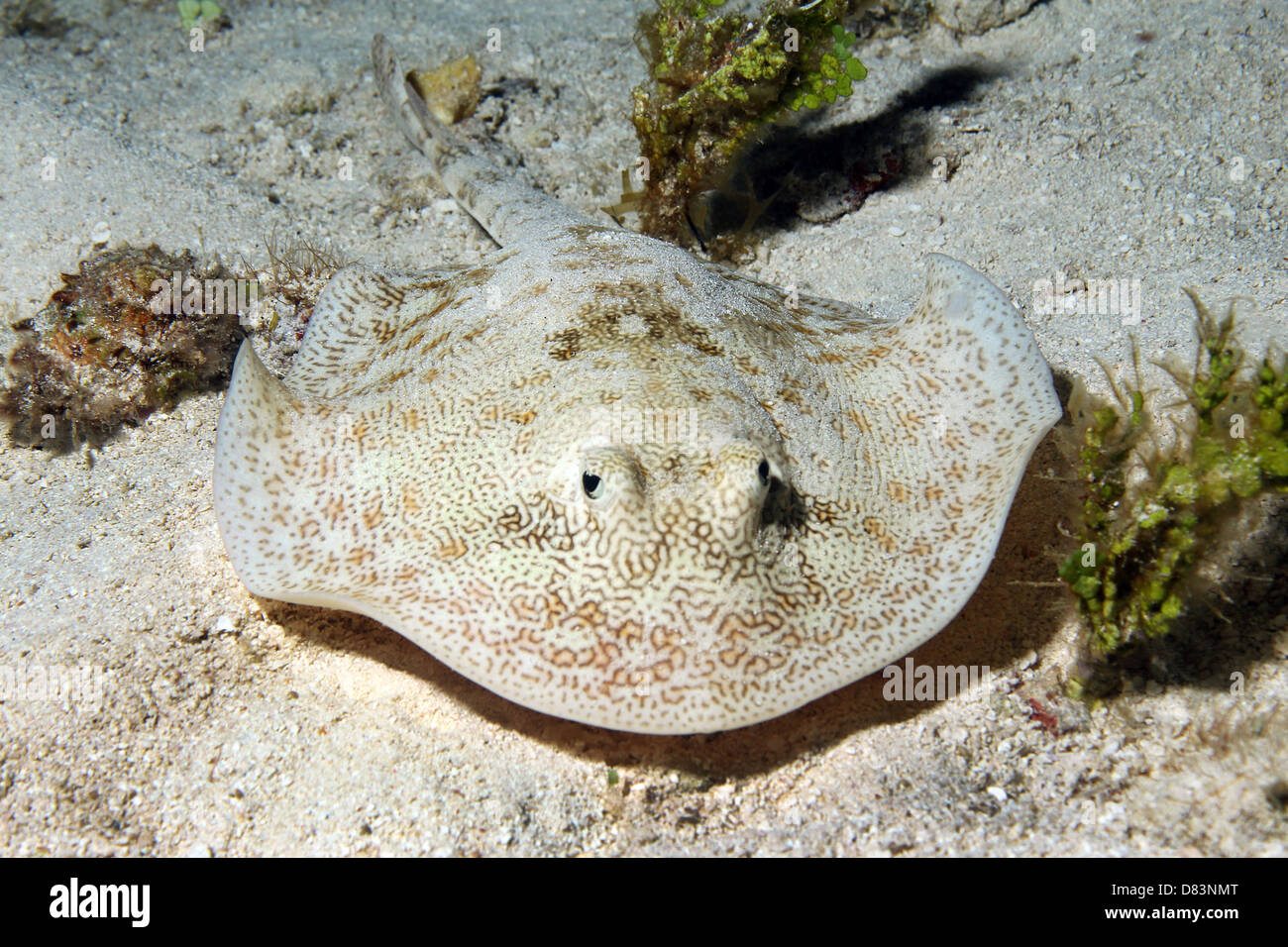 Yellow Spotted Stingray
