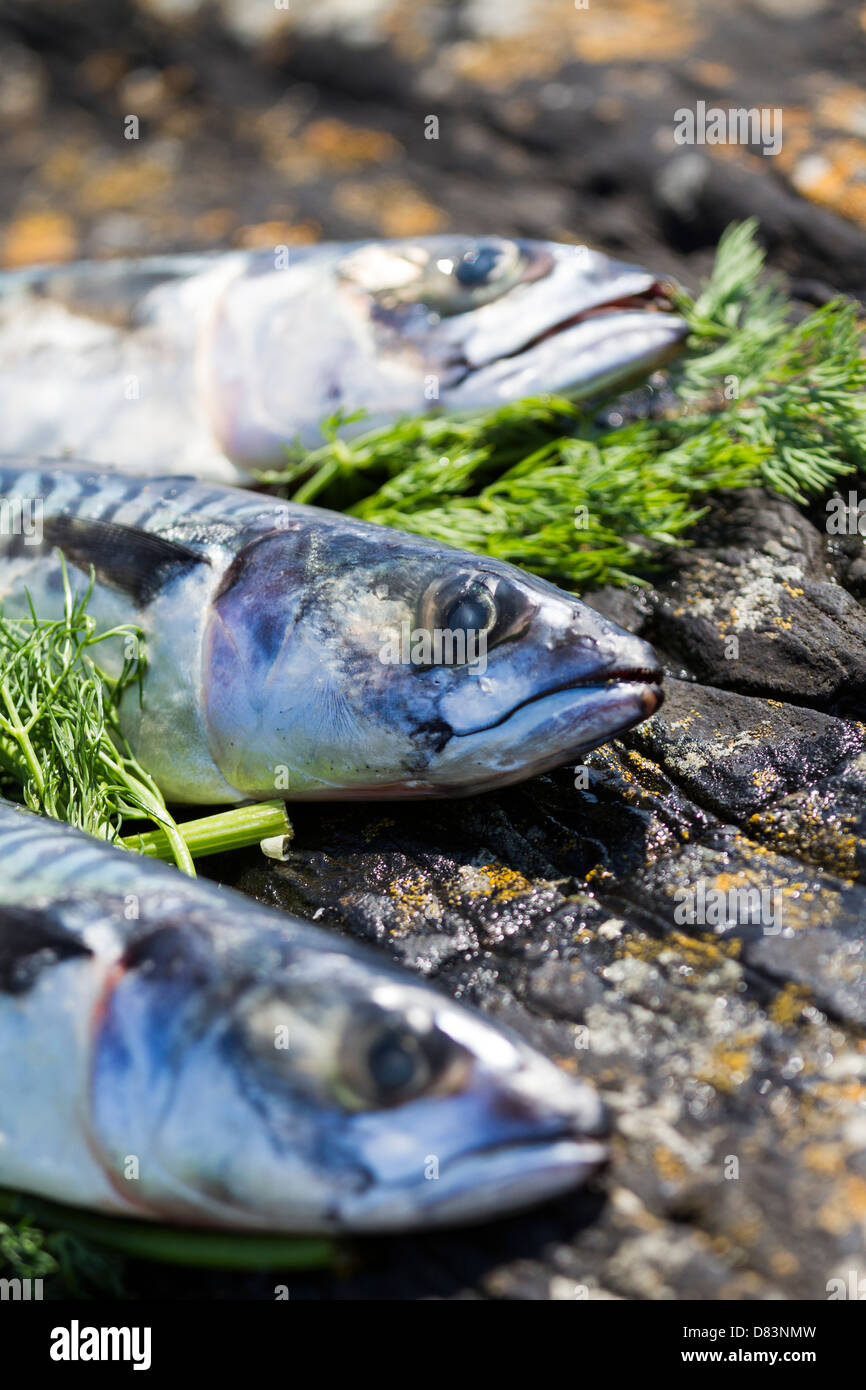 Mackerel and dill on rocks by the sea Stock Photo - Alamy