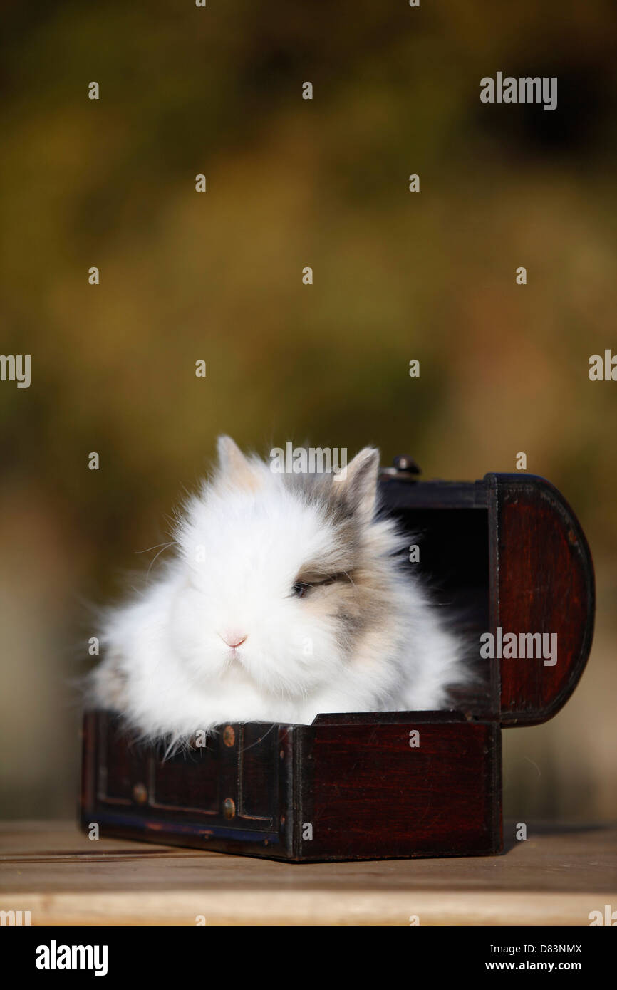 Teddy dwarf rabbits hi-res stock photography and images - Alamy