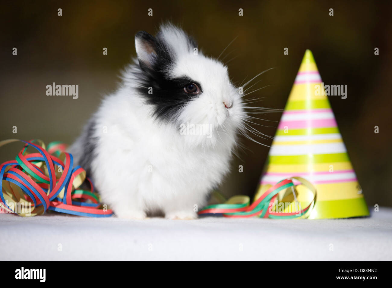 Teddy dwarf rabbits hi-res stock photography and images - Alamy
