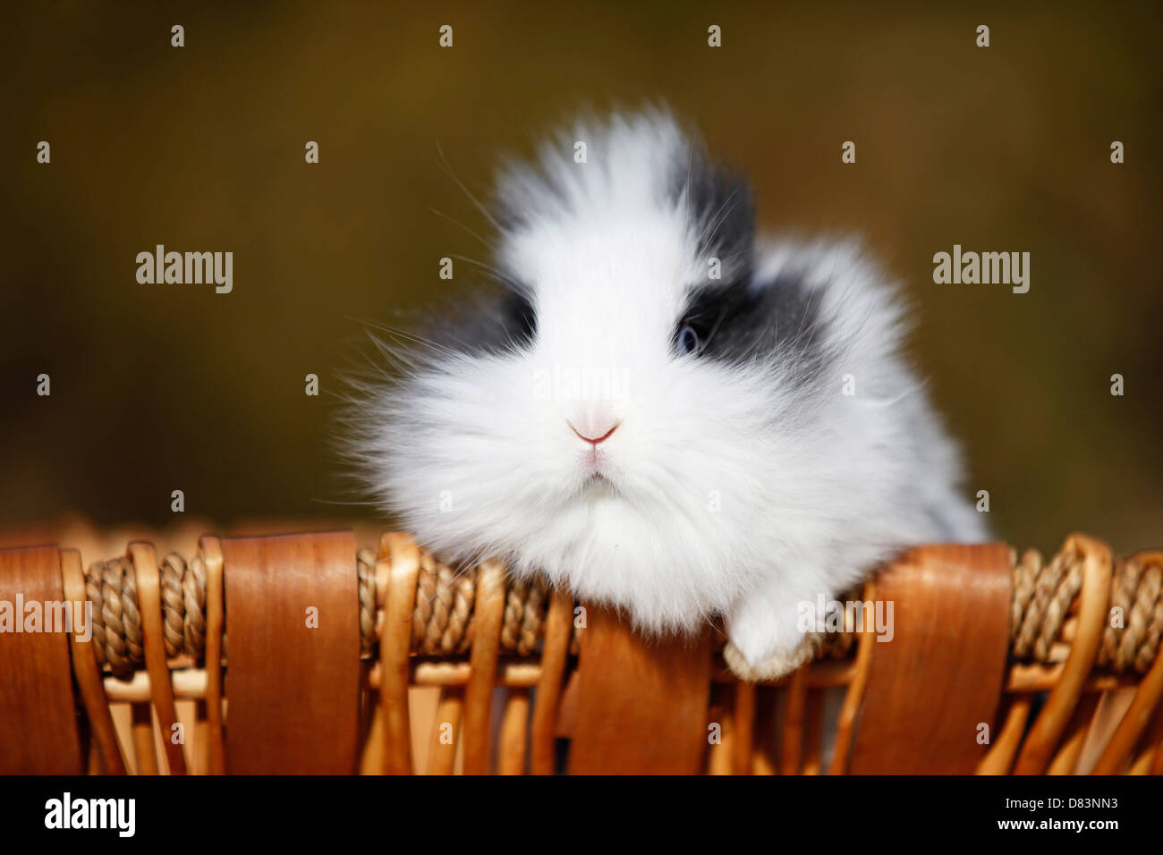 Teddy dwarf rabbits hi-res stock photography and images - Alamy