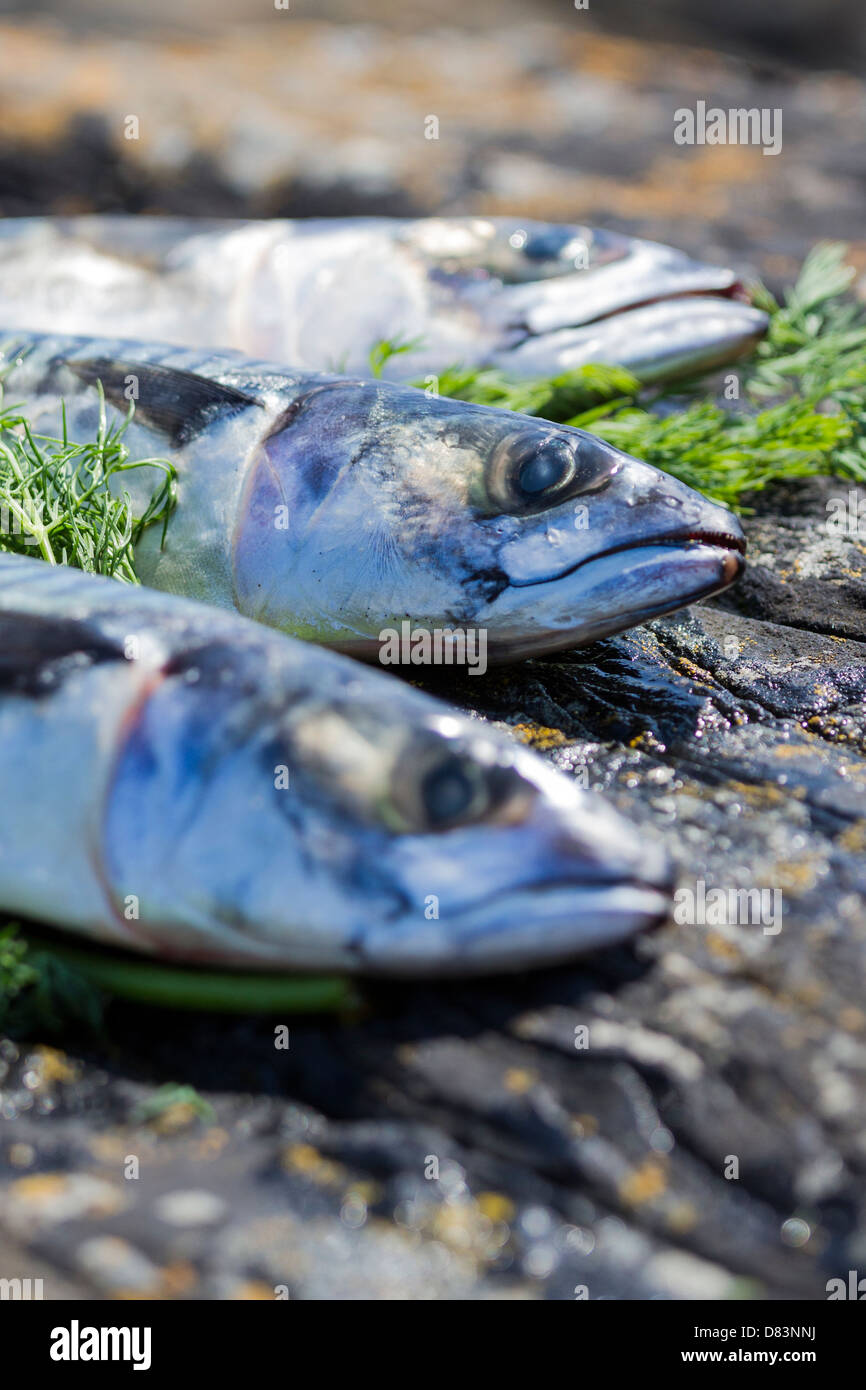 Mackerel and dill on rocks by the sea Stock Photo - Alamy