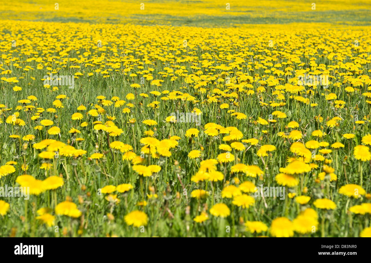Closeup of a field with flowering yellow dandelions Stock Photo - Alamy