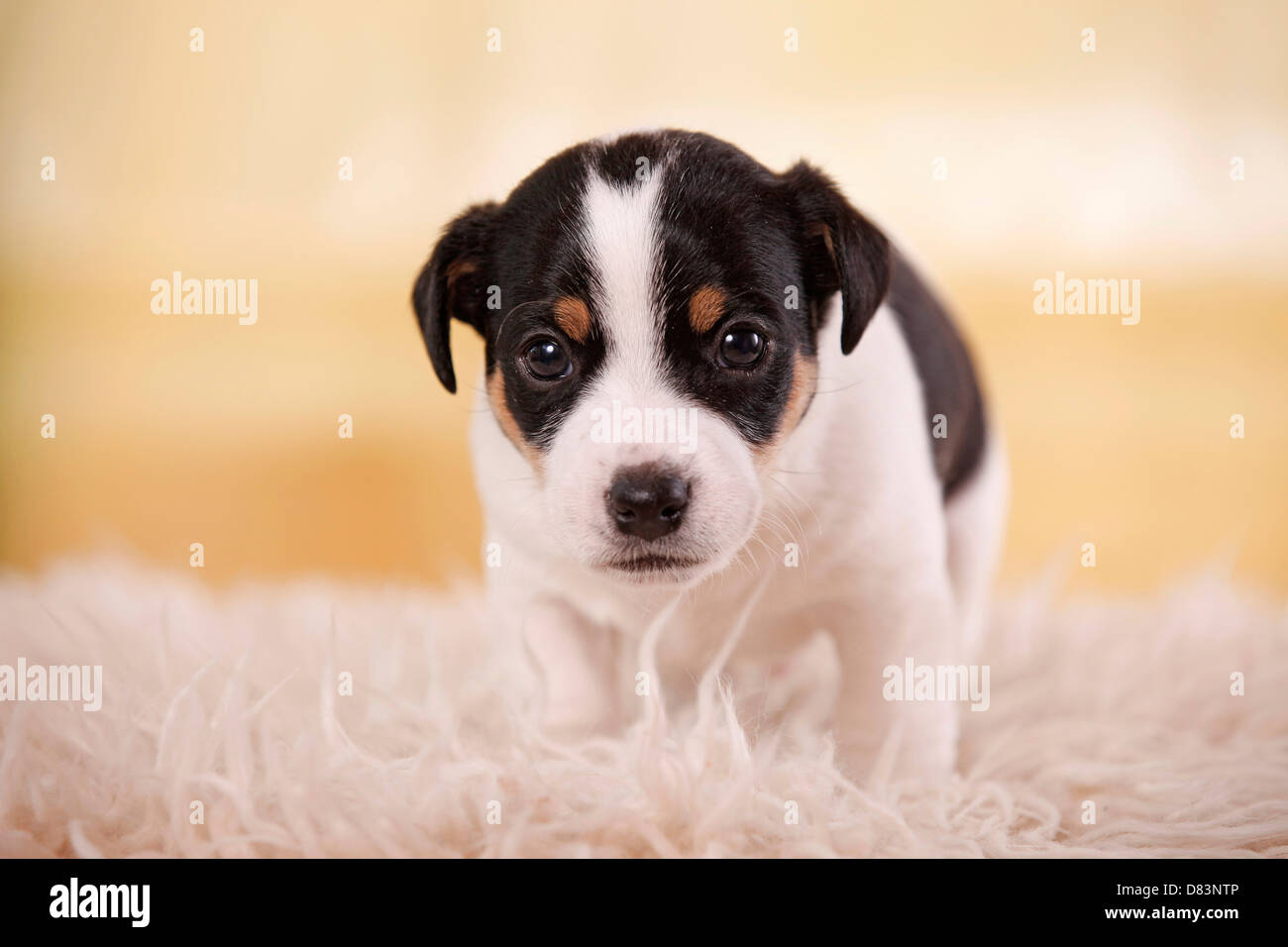 Sweet tricolor jack russell hi-res stock photography and images - Alamy