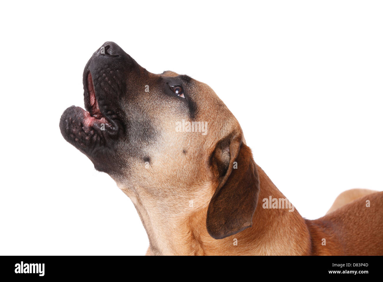 barking Cane Corso Stock Photo - Alamy