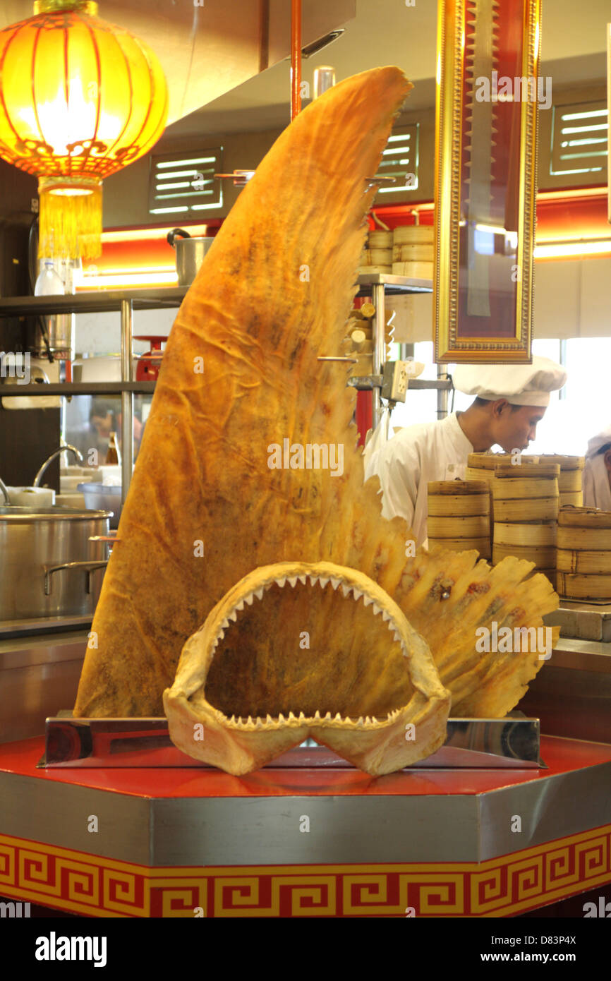 Giant shark fin display in a Chinese restaurant in MBK shopping mall in ...