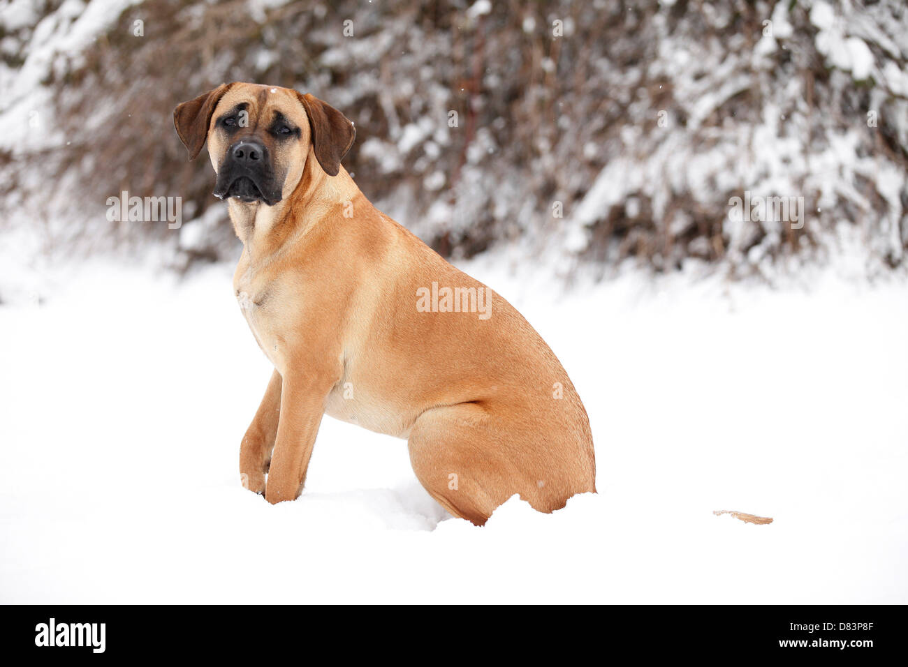 sitting Cane Corso Stock Photo - Alamy