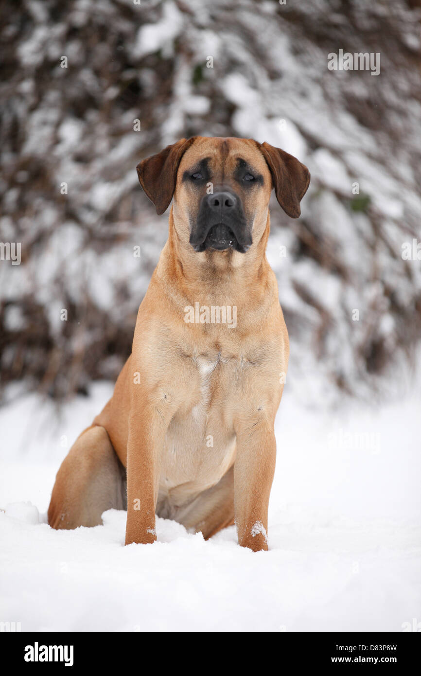 sitting Cane Corso Stock Photo - Alamy