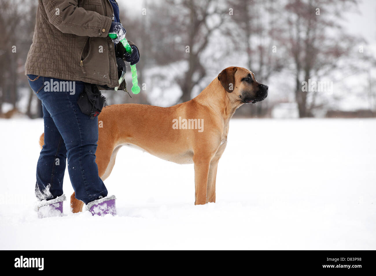 standing Cane Corso Stock Photo - Alamy