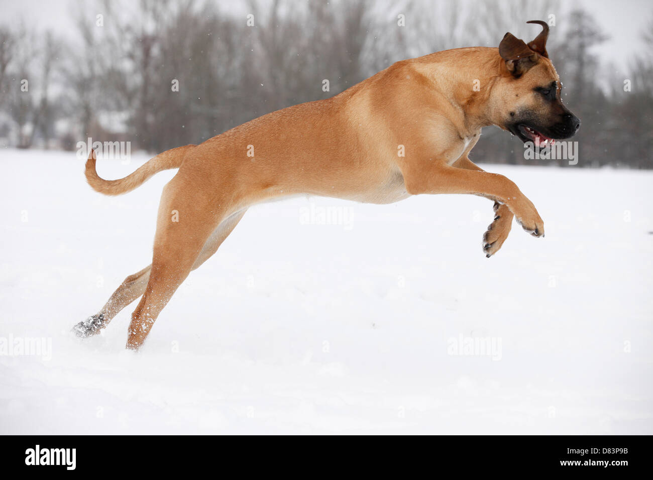 running Cane Corso Stock Photo - Alamy