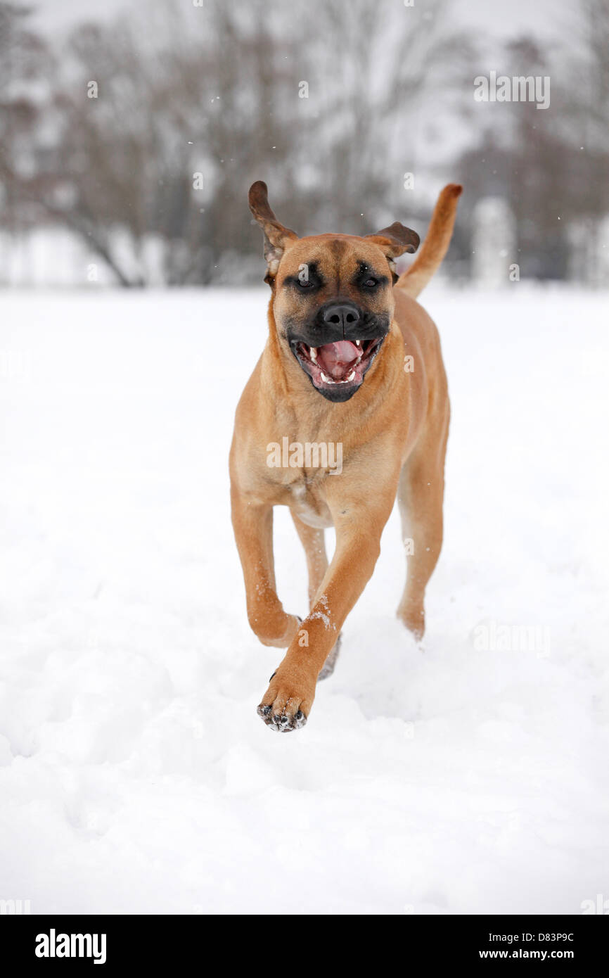 running Cane Corso Stock Photo - Alamy