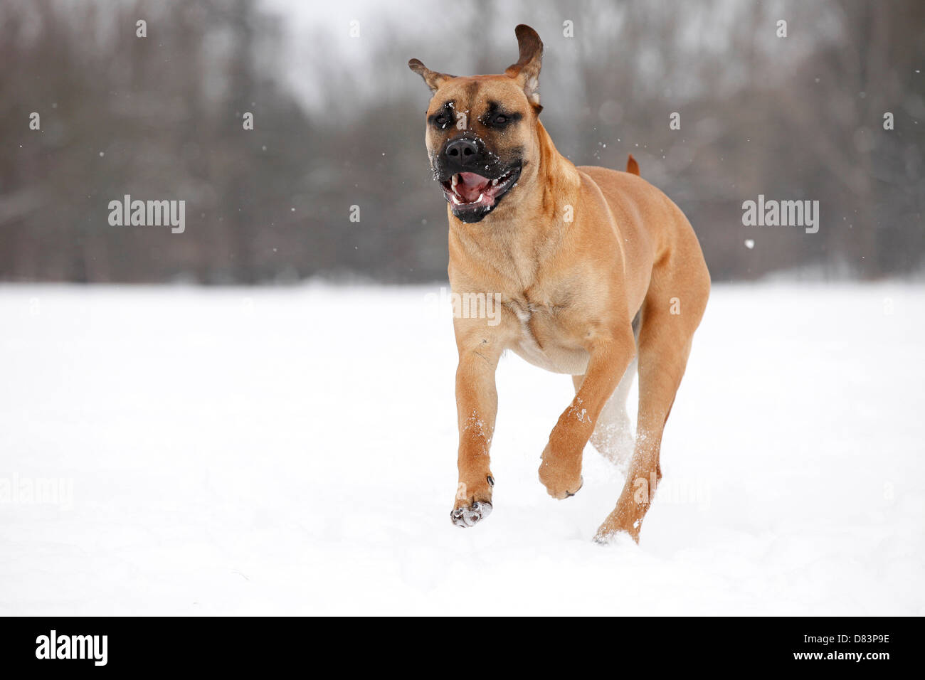 running Cane Corso Stock Photo - Alamy