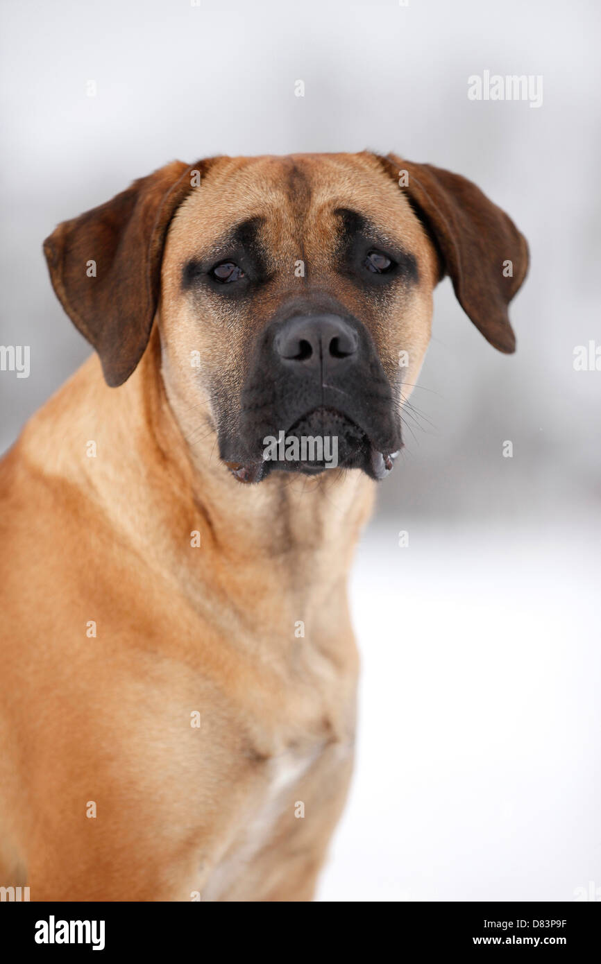 Cane Corso Portrait Stock Photo - Alamy