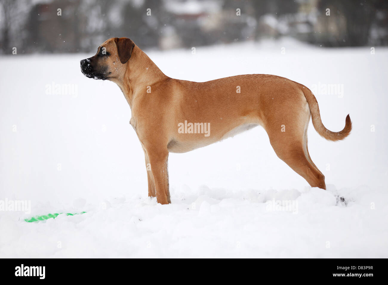 standing Cane Corso Stock Photo - Alamy