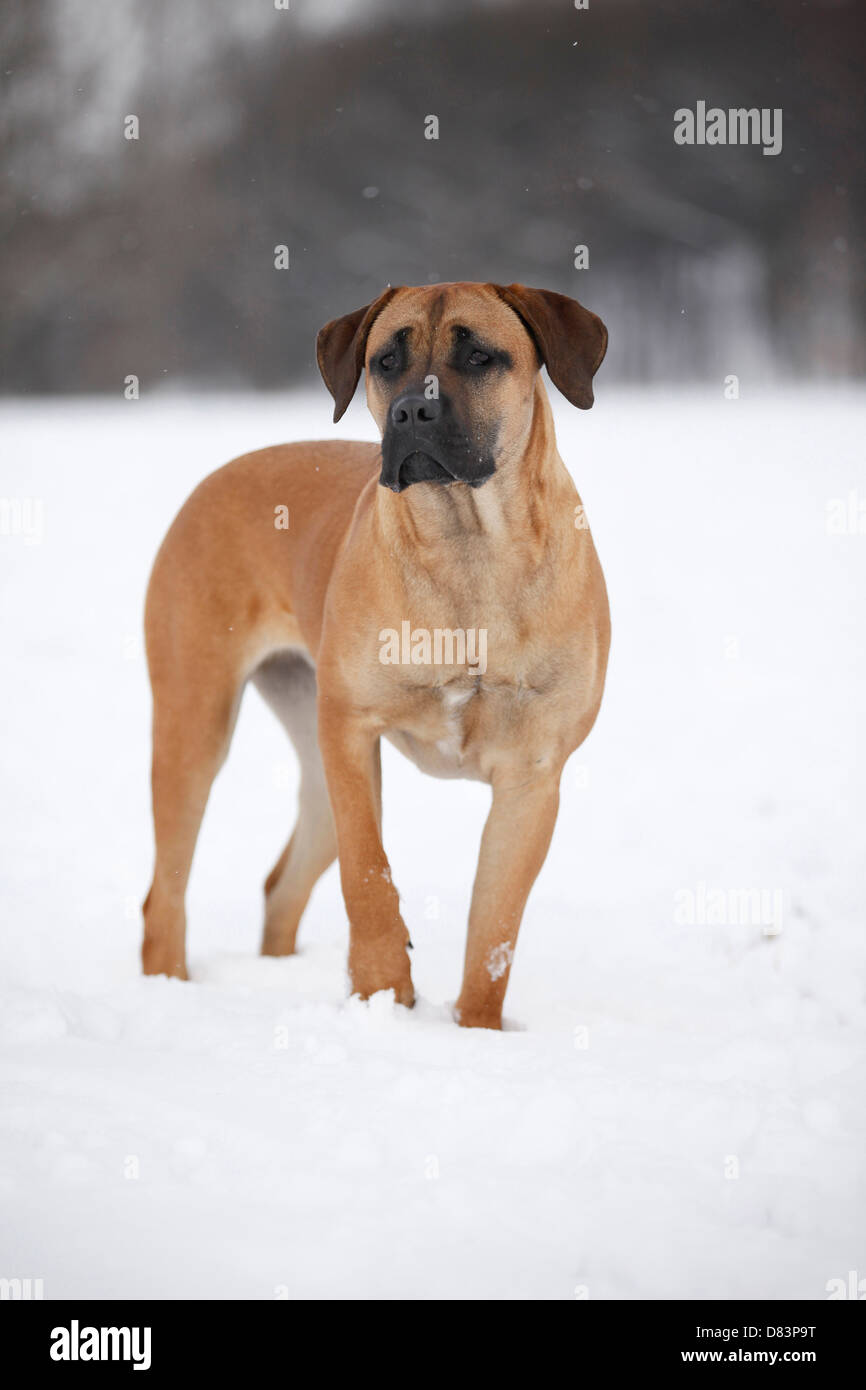 standing Cane Corso Stock Photo - Alamy standing Cane Corso Stock Photo - Alamy