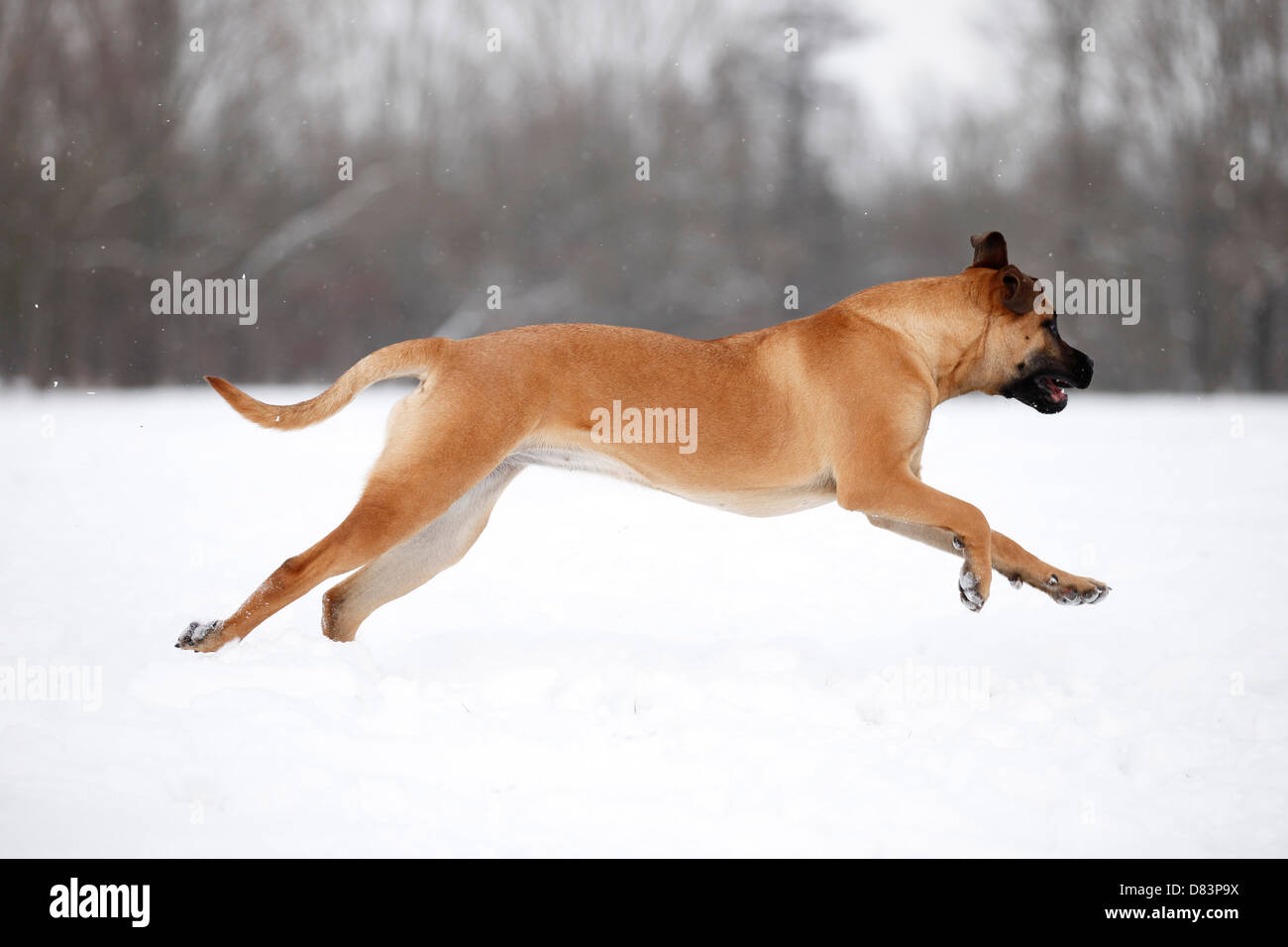 running Cane Corso Stock Photo - Alamy
