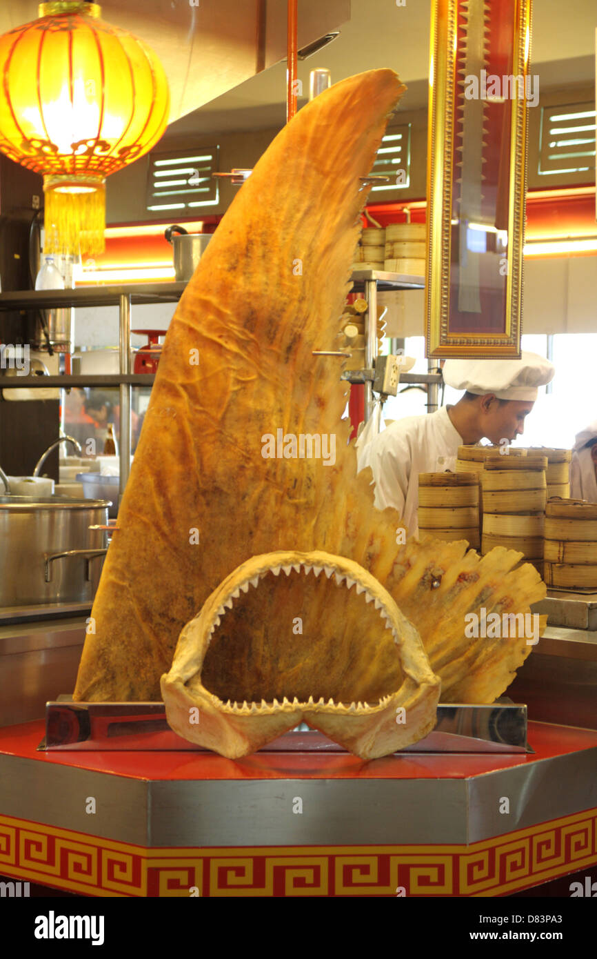 Giant shark fin display in a Chinese restaurant in MBK shopping mall in ...