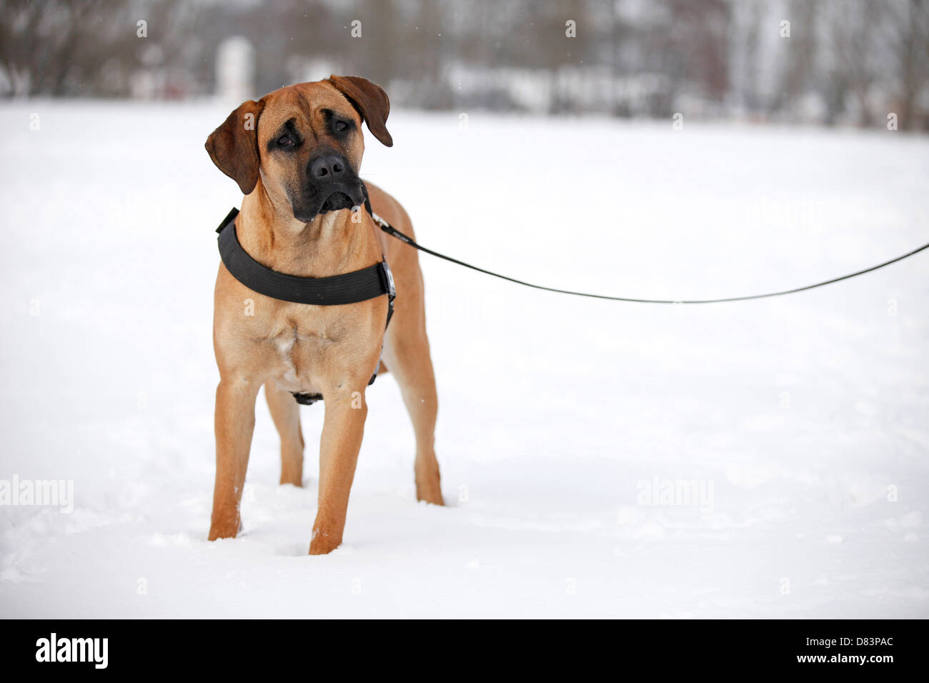 standing Cane Corso Stock Photo - Alamy