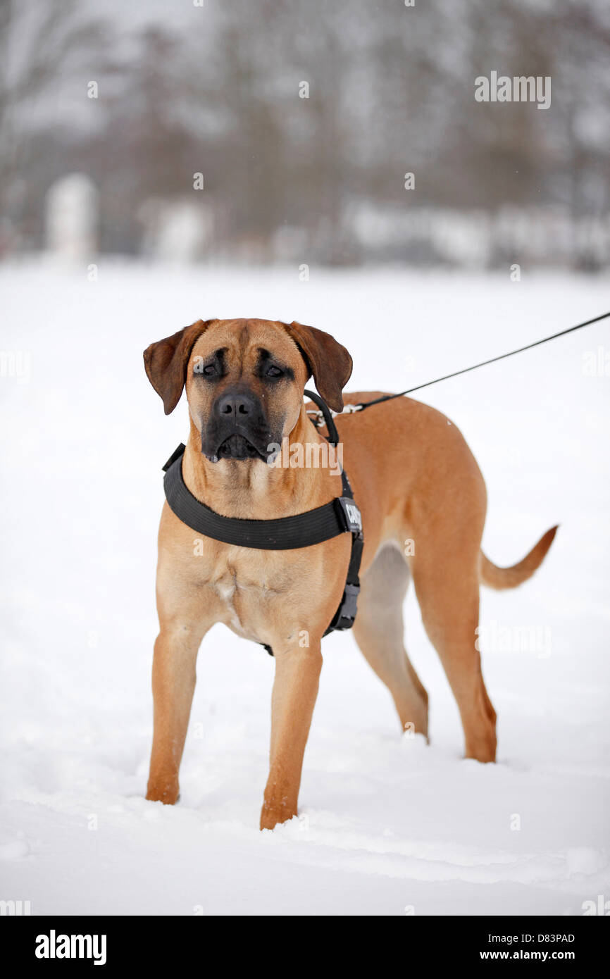 standing Cane Corso Stock Photo - Alamy