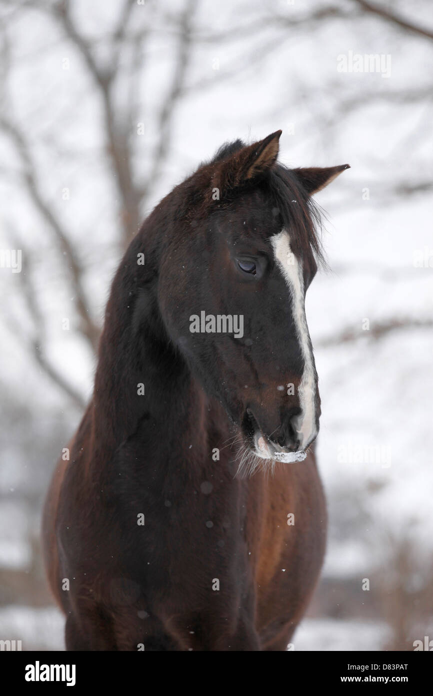 Male pony horse hi-res stock photography and images - Alamy