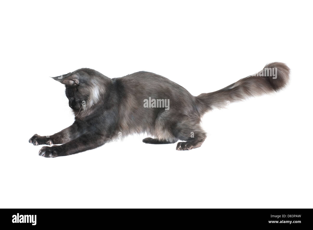 grey cat catches prey, isolated on white background Stock Photo - Alamy