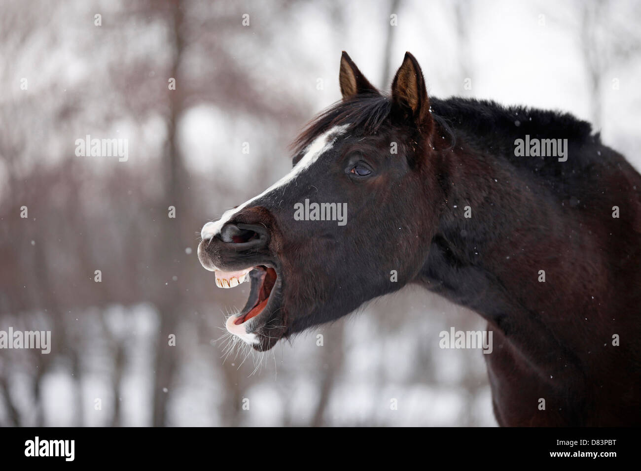 Horse Pony Yawn Yawning High Resolution Stock Photography and Images ...