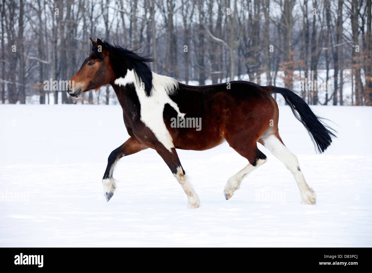Pinto gelding trotting hi-res stock photography and images - Alamy