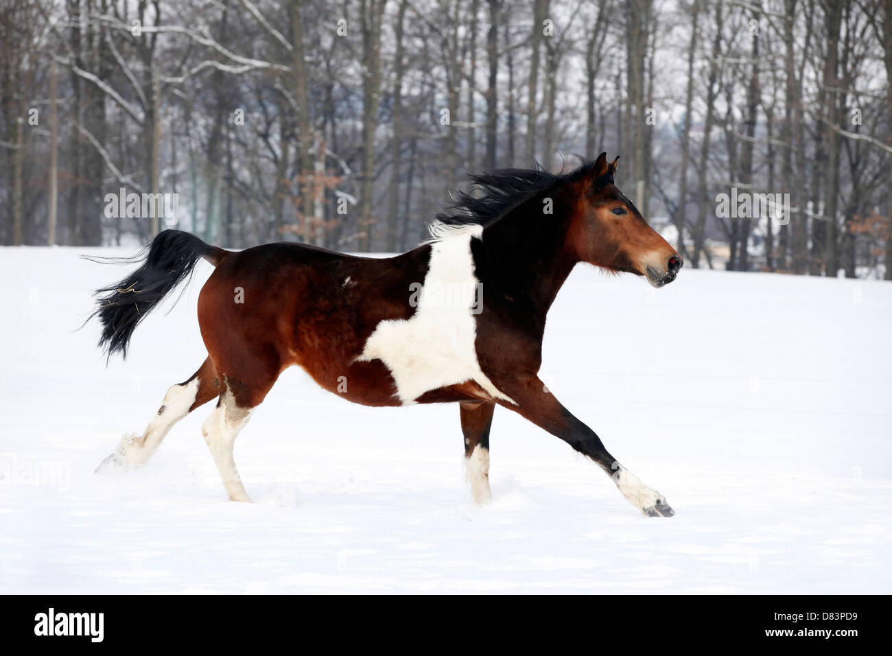 Cheval pinto hi-res stock photography and images - Alamy