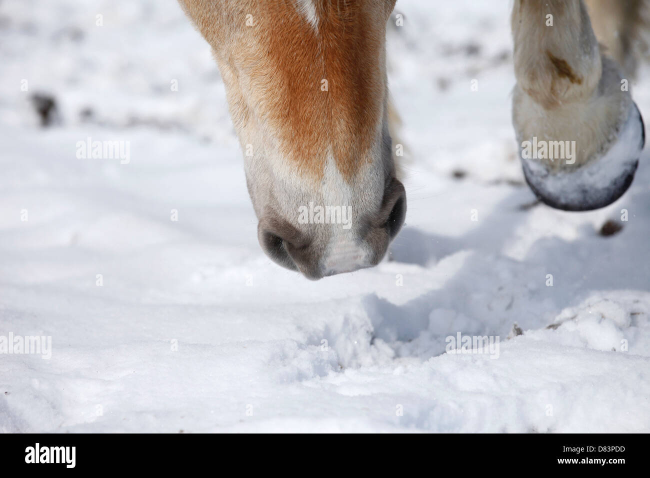 Forage frontal hi-res stock photography and images - Alamy
