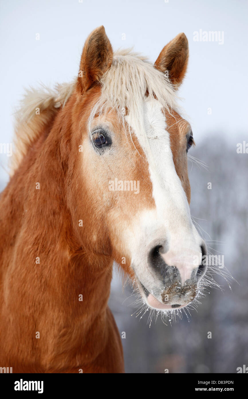 Haflinger Horse Portrait Stock Photo - Alamy