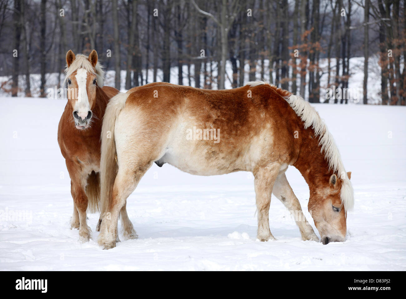 Haflinger horses hi-res stock photography and images - Alamy