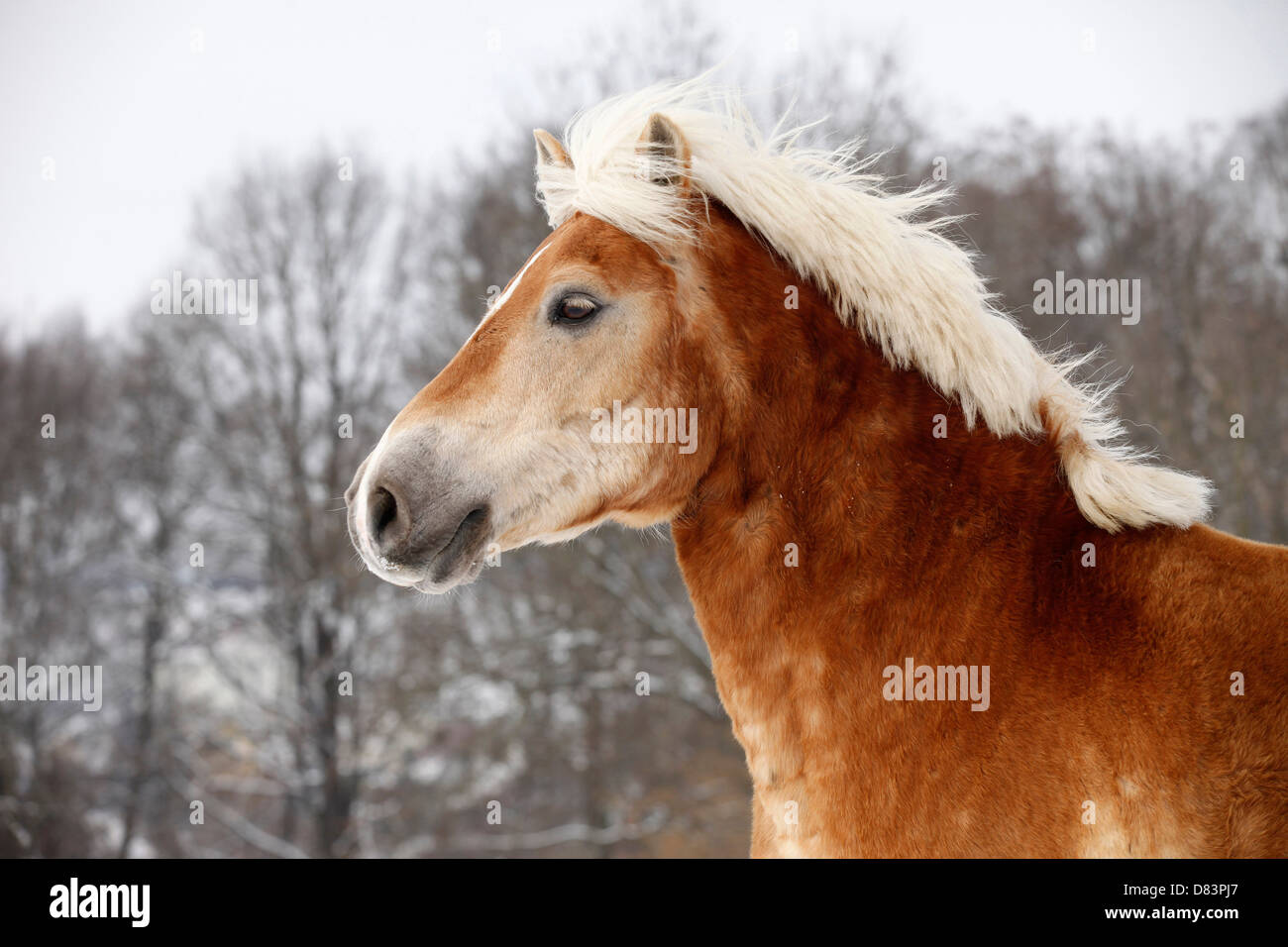 Haflinger Horse Portrait Stock Photo - Alamy