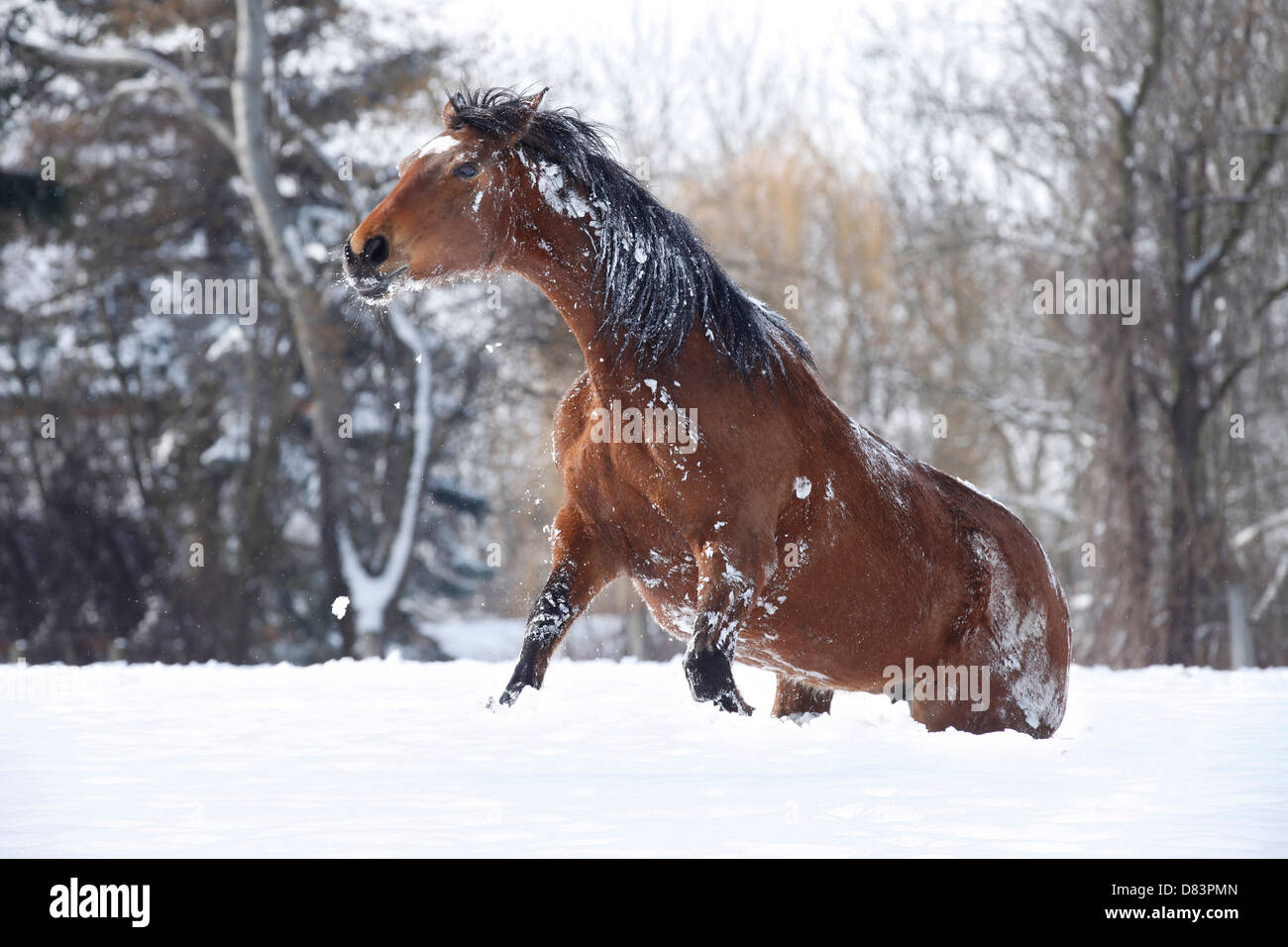 Trakehner breed hi-res stock photography and images - Alamy