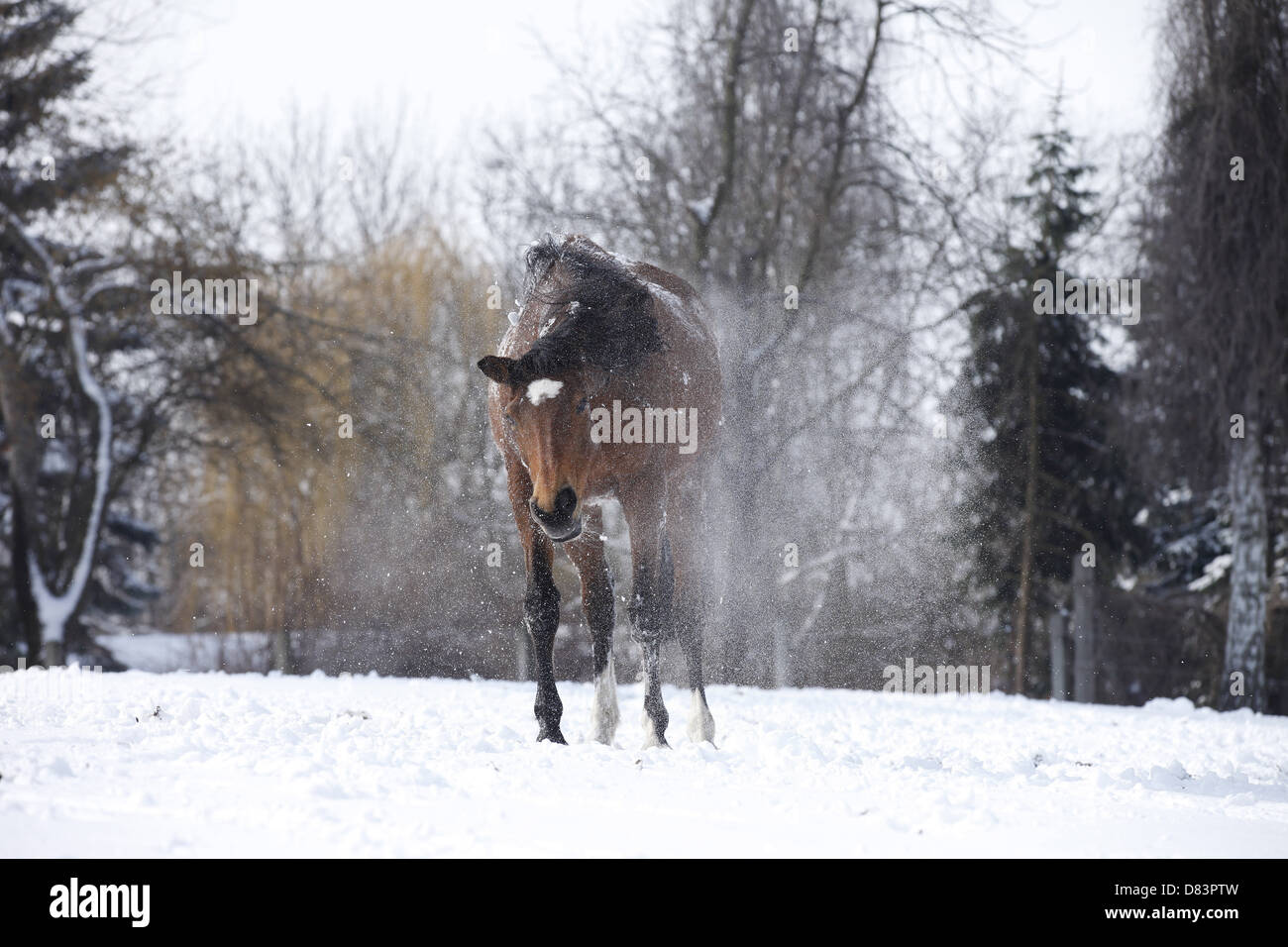 Trakehner breed hi-res stock photography and images - Alamy