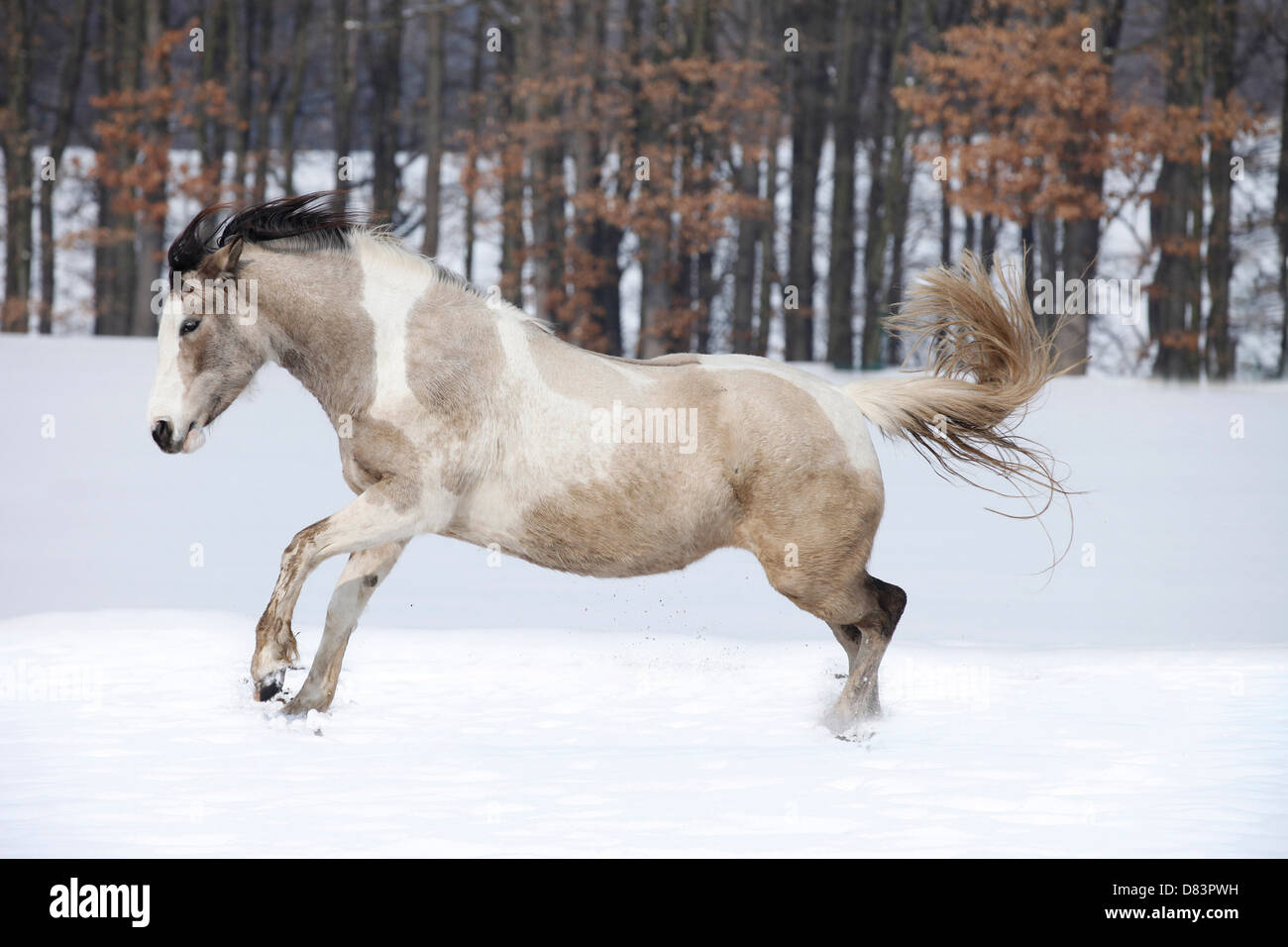 Pinto horse snow hi-res stock photography and images - Alamy